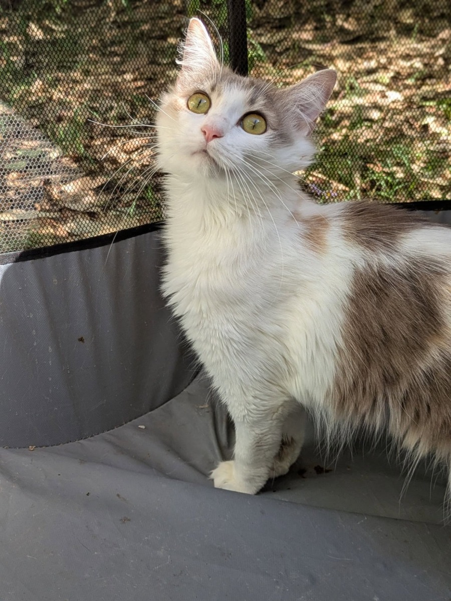 Bubbles - Female Ragdoll Mix Cat in QLD - PetRescue