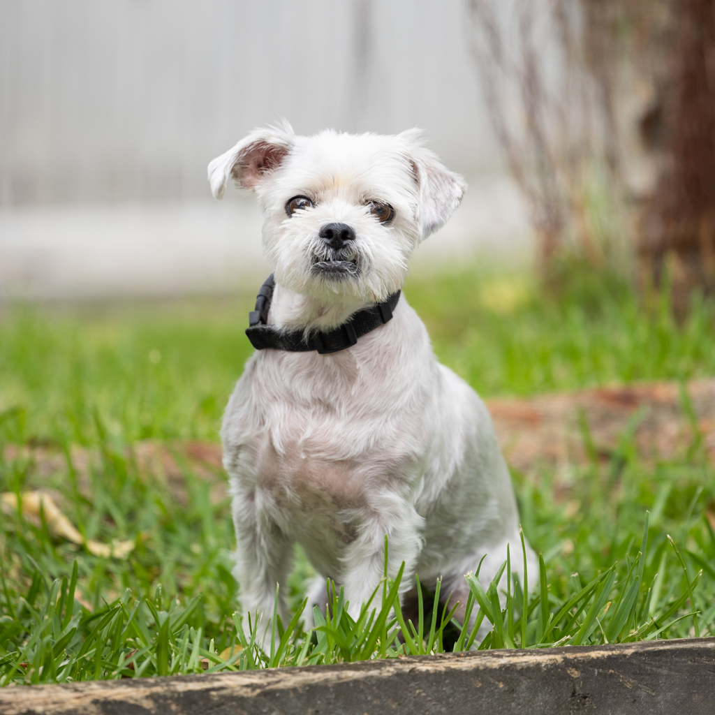 Toby - Small Male Shih Tzu x Australian Silky Terrier Mix Dog in QLD ...
