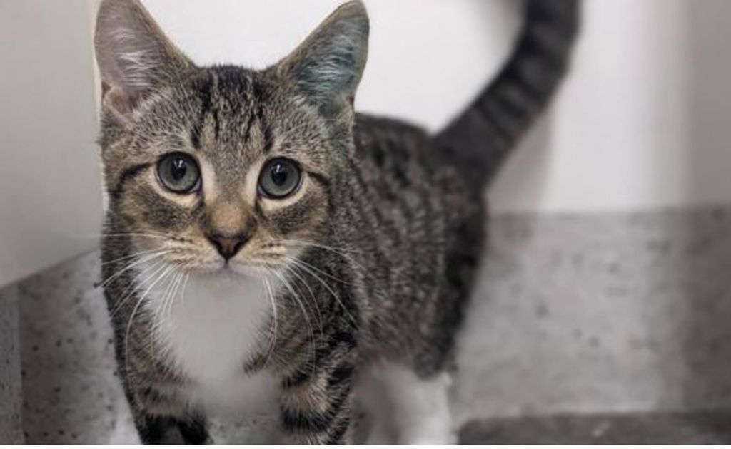Kuta - Male Domestic Medium Hair Mix Cat in VIC - PetRescue