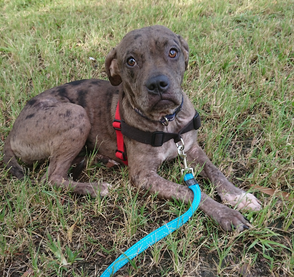 Amara - Medium Female English Staffordshire Bull Terrier x Louisiana ...