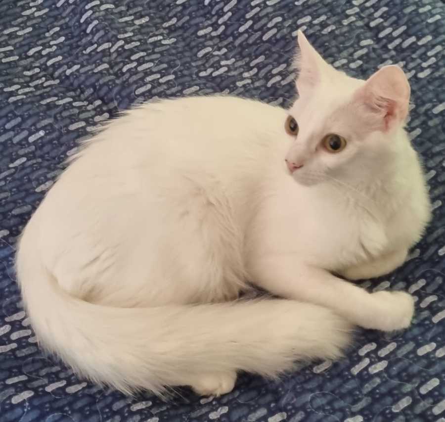 Snow - Female Domestic Long Hair (DLH) Cat in NSW - PetRescue