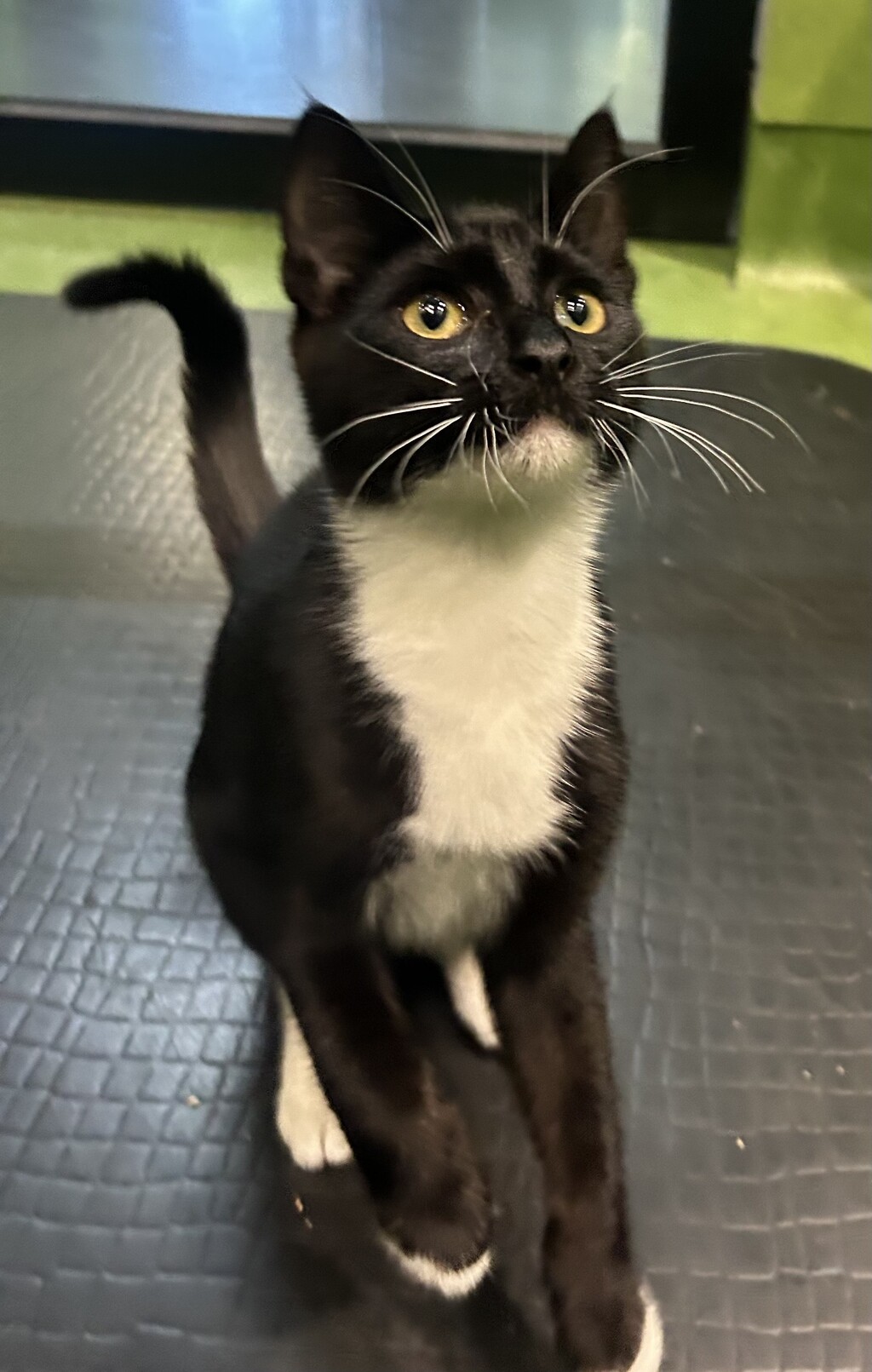 Tostada - Female Domestic Short Hair Cat in VIC - PetRescue