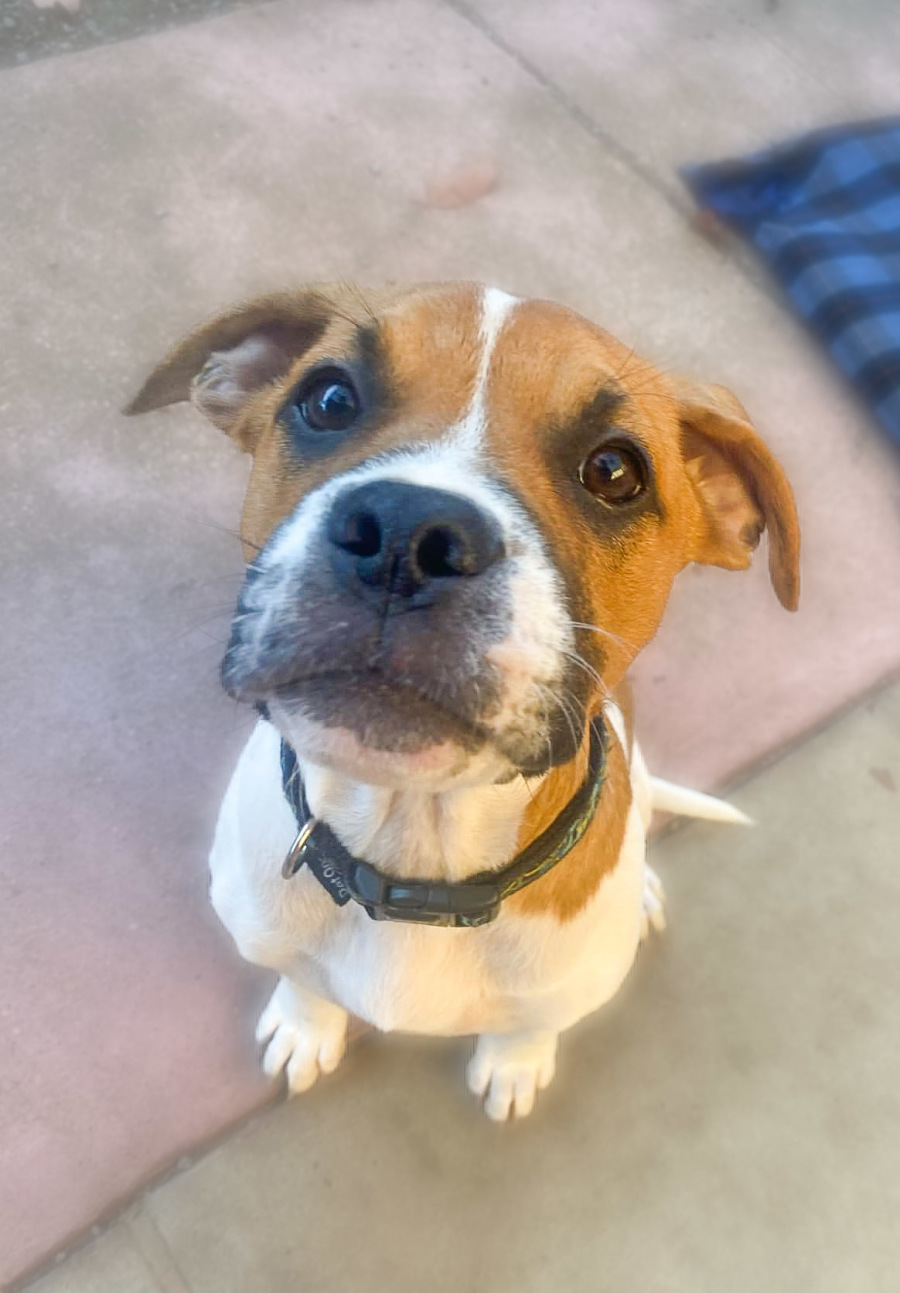 Freyja - Medium Female Dogue de Bordeaux Mix Dog in VIC - PetRescue