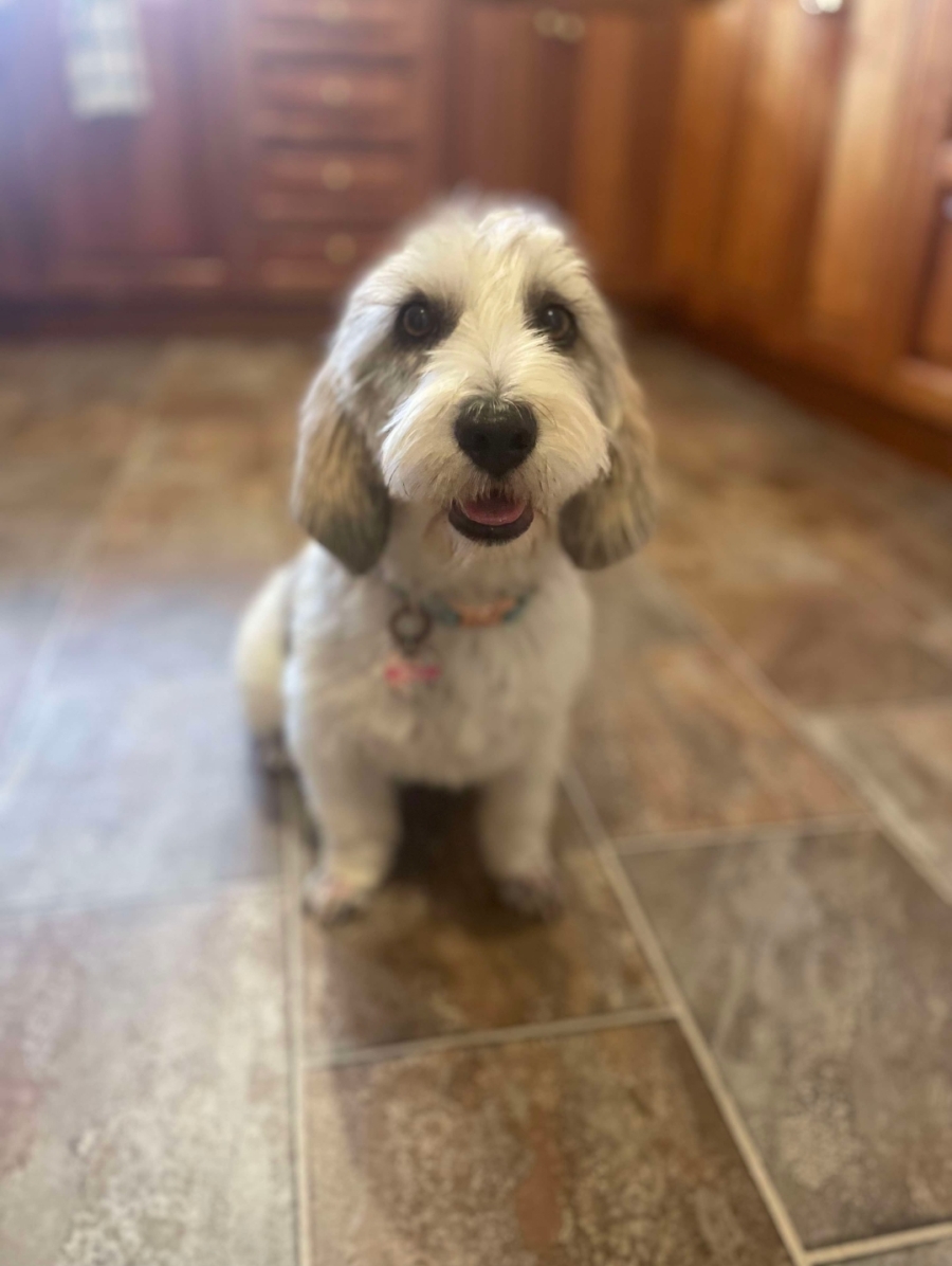 Nana - Small Female Petit Basset Griffon Vendeen Dog in VIC - PetRescue