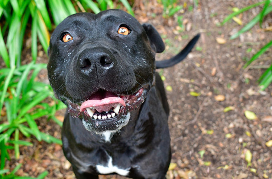 Daphne - Medium Female American Staffordshire Terrier Mix Dog in NSW - PetRescue