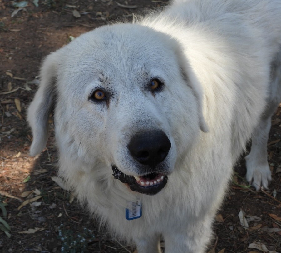 Gino - Large Male Maremma Sheepdog Dog in VIC - PetRescue