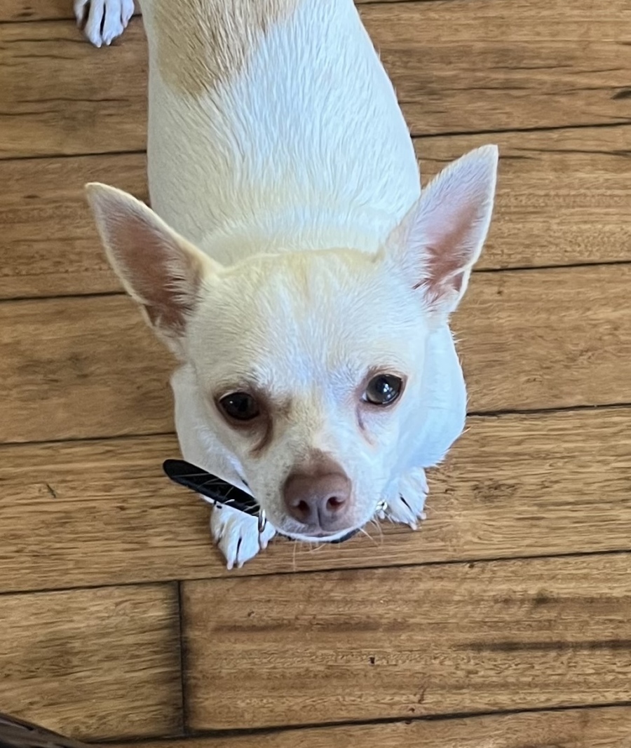 Rex - Small Male Chihuahua Dog in NSW - PetRescue