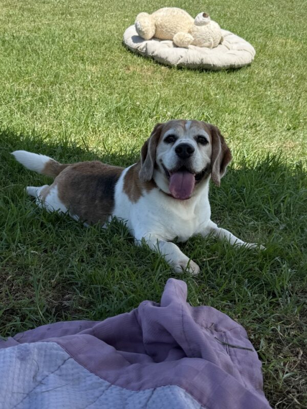 Samson - Medium Male Beagle Dog in NSW - PetRescue