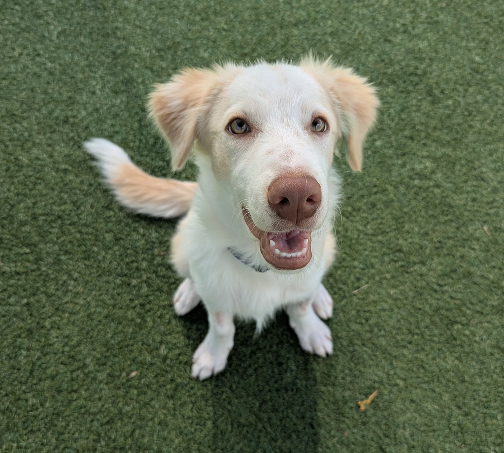 Walter - Medium Male Border Collie Mix Dog in QLD - PetRescue