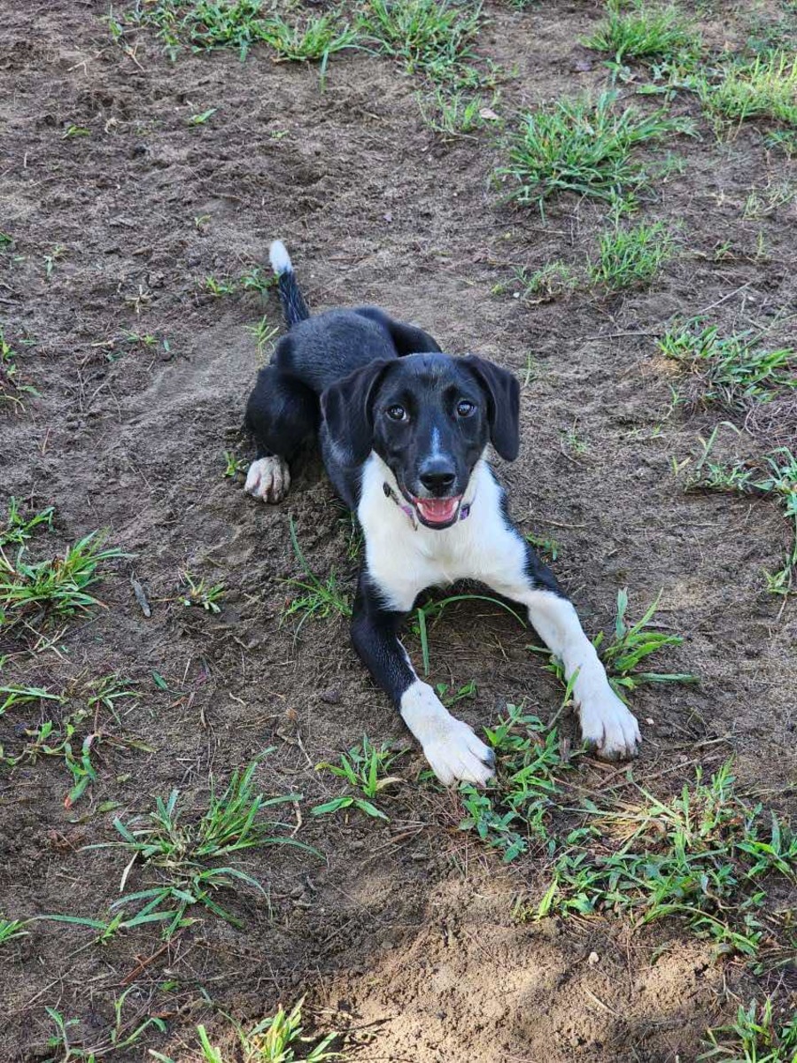 Flo - Medium Female Springer Spaniel x Australian Kelpie Mix Dog in NSW - PetRescue