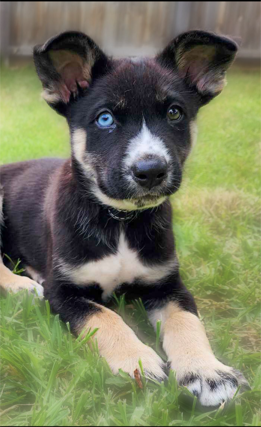 Chinook - Medium Male Australian Kelpie x Alaskan Husky Mix Dog in VIC ...