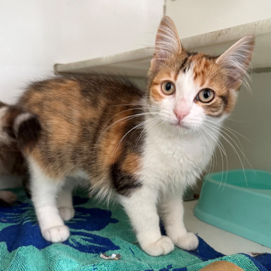 Rosemary - Female Domestic Medium Hair (DMH) Cat in VIC - PetRescue