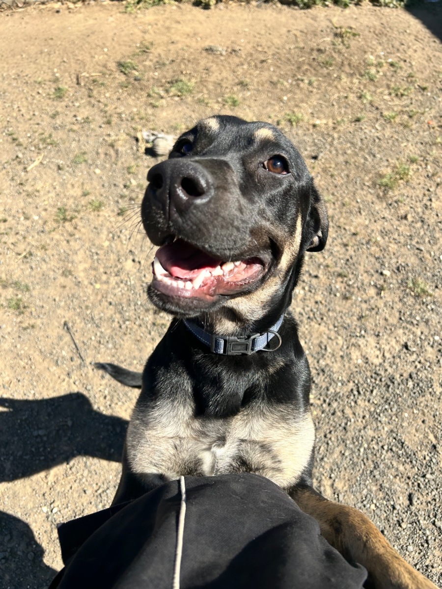Roxy - Large Female Rottweiler x Labrador Retriever Dog in VIC - PetRescue