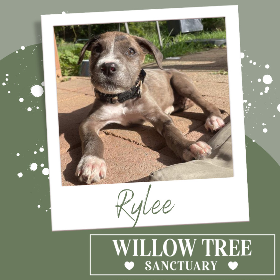 Rylee - Medium Male Irish Wolfhound Mix Dog in NSW - PetRescue