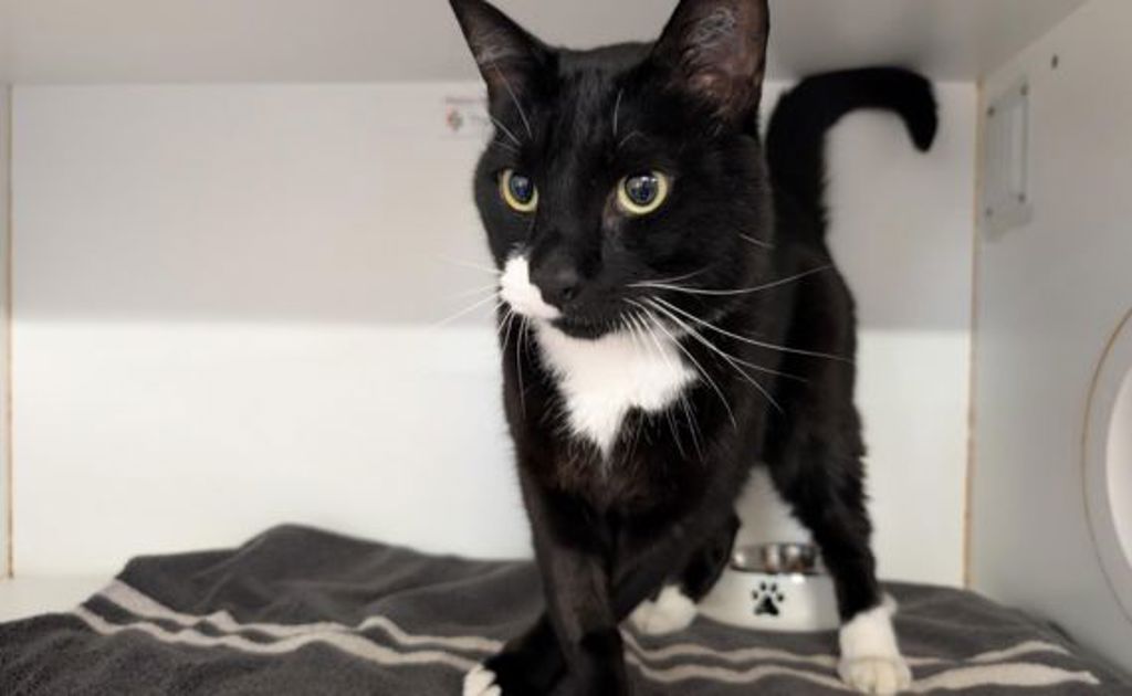 Randal - Male Domestic Short Hair Mix Cat in VIC - PetRescue