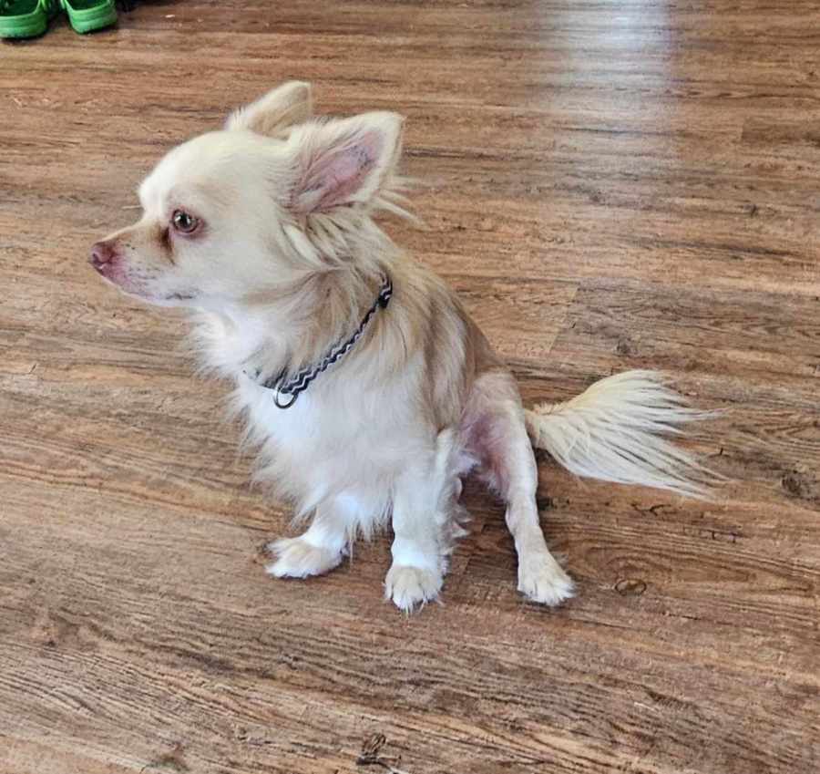 Alby - Small Male Chihuahua (Long Coat) Dog in NSW - PetRescue