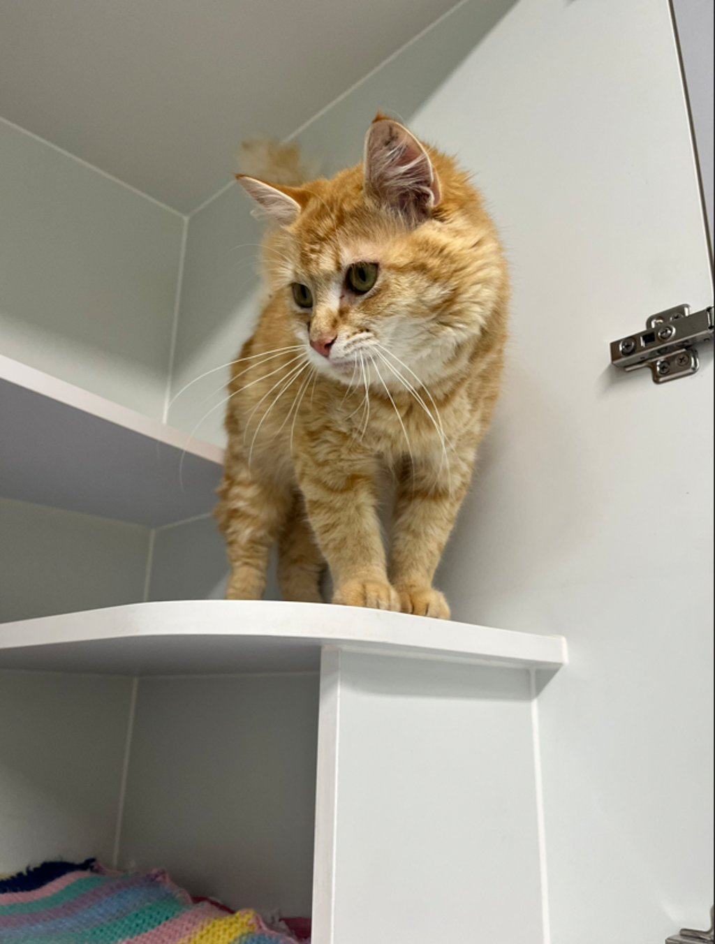 Randolf - Male Domestic Medium Hair Mix Cat in VIC - PetRescue