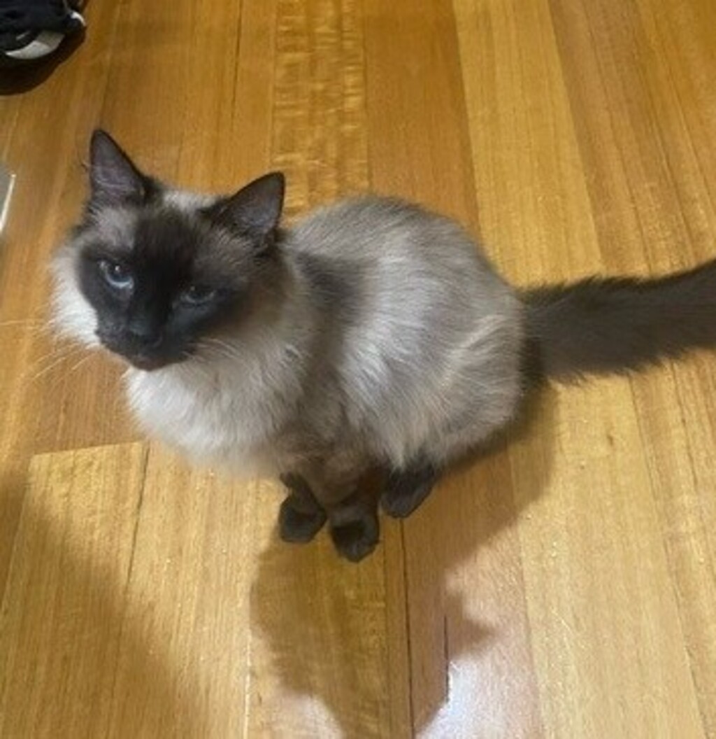 Darvey - Female Ragdoll Mix Cat in VIC - PetRescue