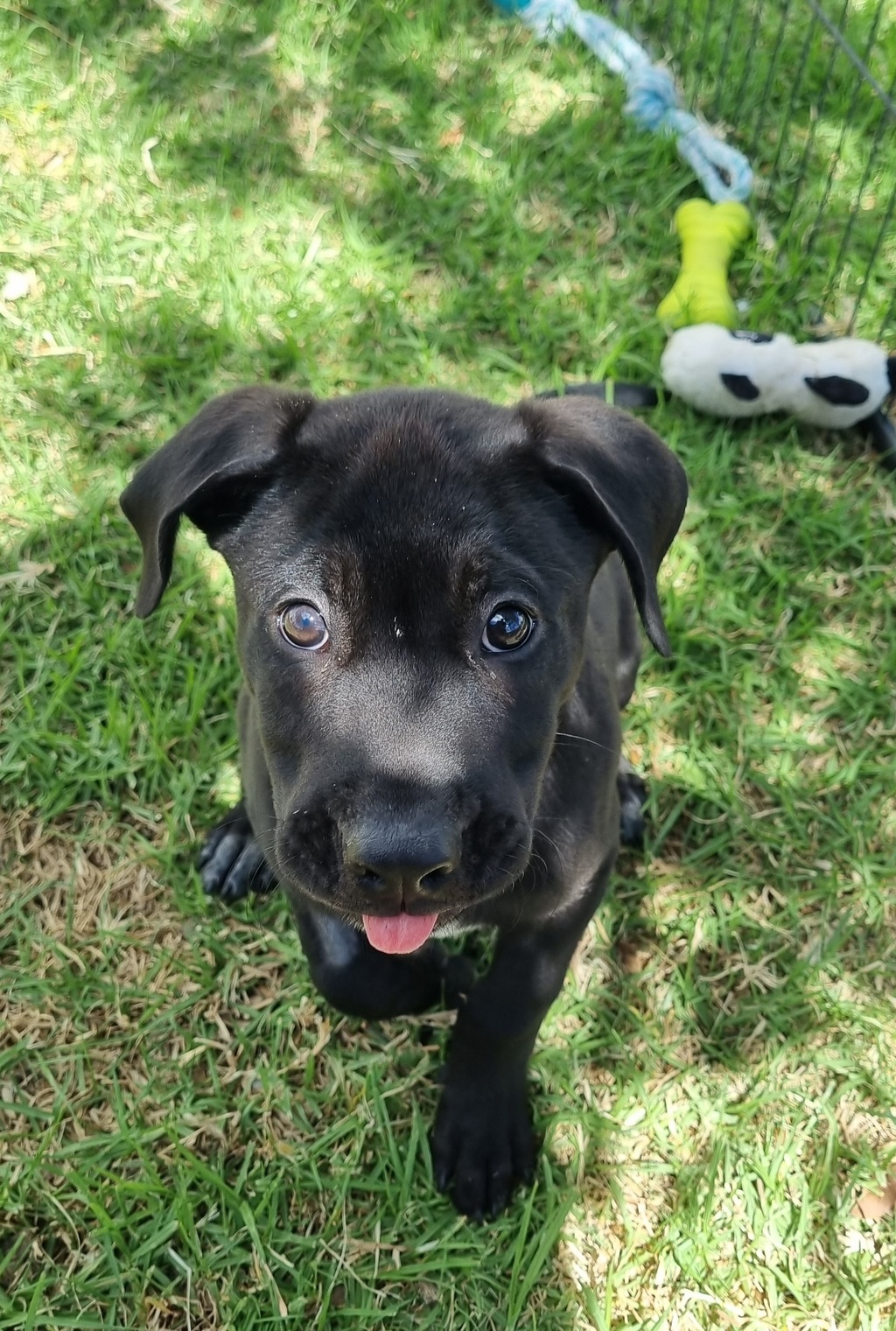 Alby - Medium Male American Staffordshire Bull Terrier Mix Dog in QLD ...