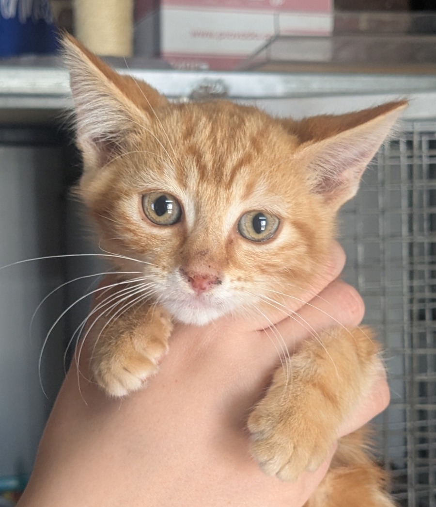 Jitterbug - Male Domestic Short Hair (DSH) Cat in VIC - PetRescue