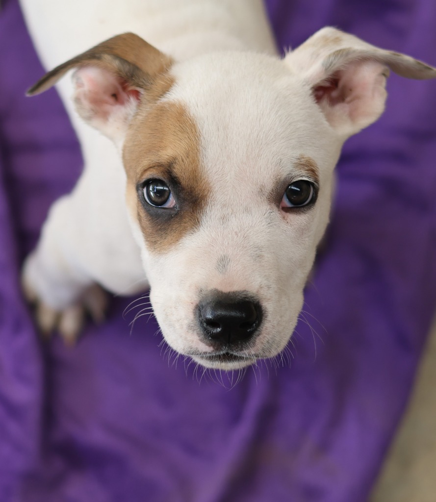 Hertz - Large Male American Staffordshire Terrier Mix Dog in WA - PetRescue