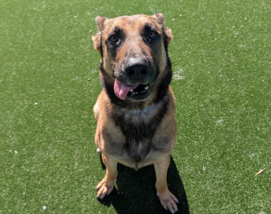 Rex imp 35 - Large Male German Shepherd Dog Dog in NSW - PetRescue