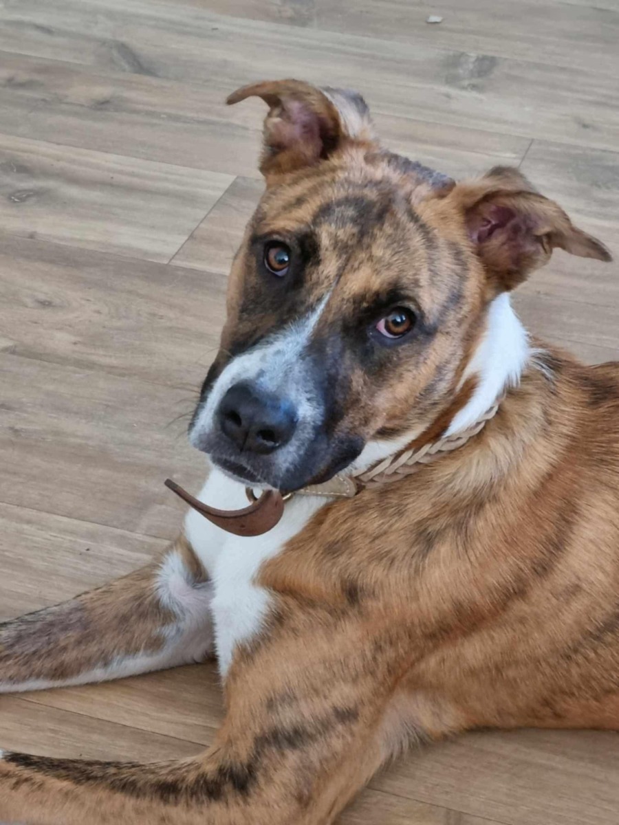 Toffee Apple - Medium Female Staffordshire Bull Terrier x Australian Cattle Dog Mix Dog in VIC ...