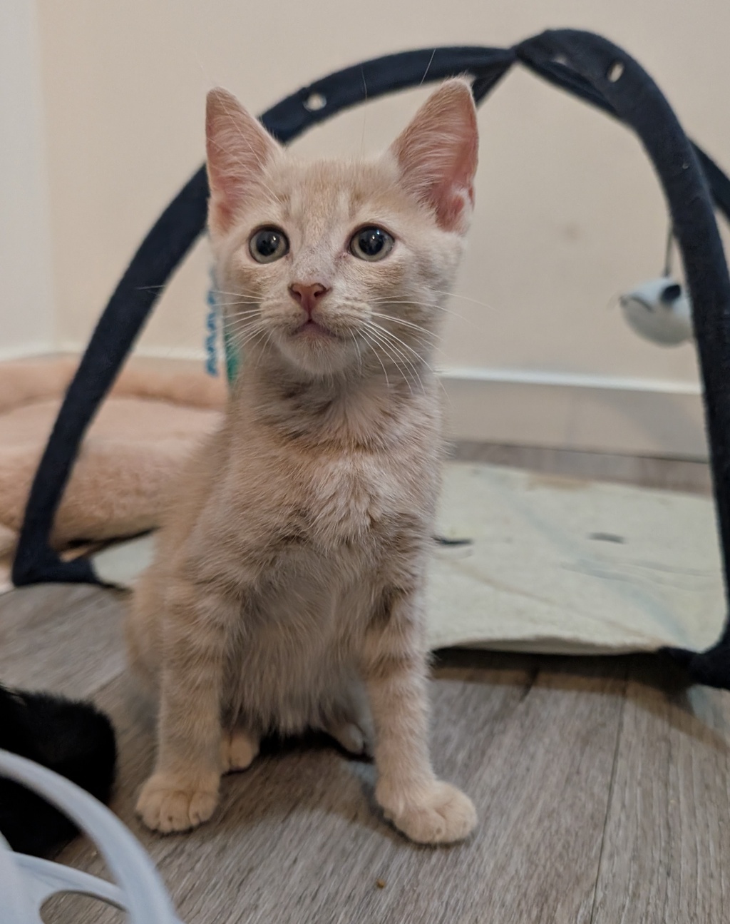 Bagel - Male Manx Mix Cat in QLD - PetRescue