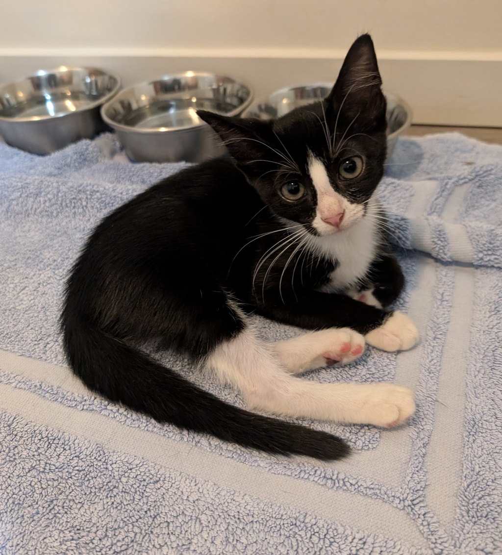 Mango Tango - Female Manx Mix Cat in QLD - PetRescue