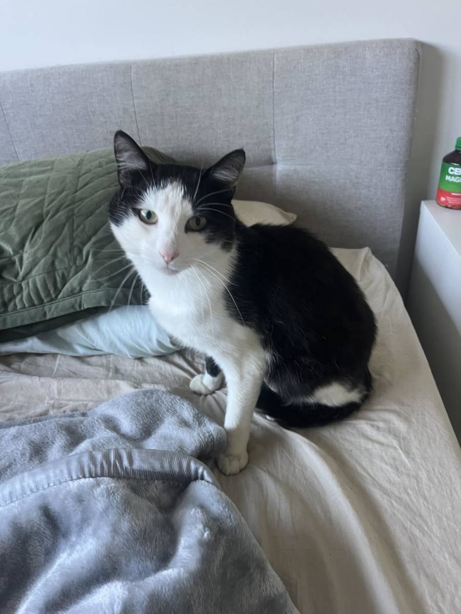 Lucky (black & white) - Male Domestic Short Hair (DSH) Cat in VIC ...