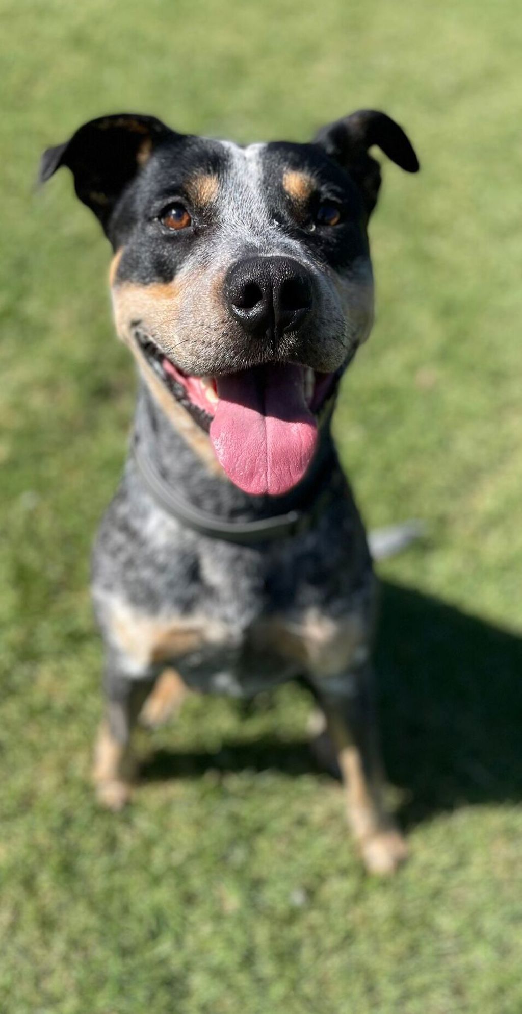 Buddy - Large Male Blue Heeler x Bull Arab Mix Dog in VIC - PetRescue