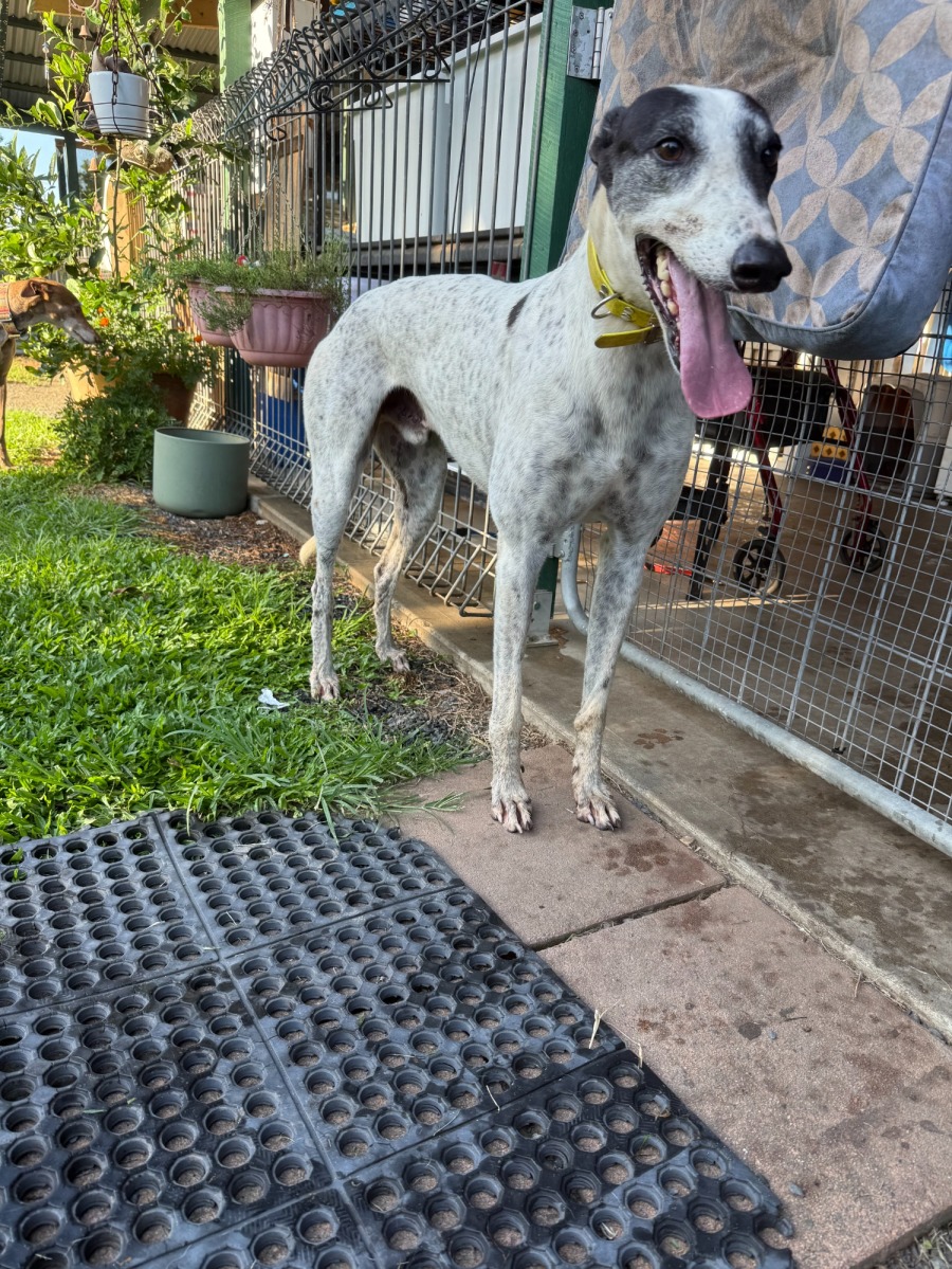 Paton - Large Male Greyhound Dog in NSW - PetRescue