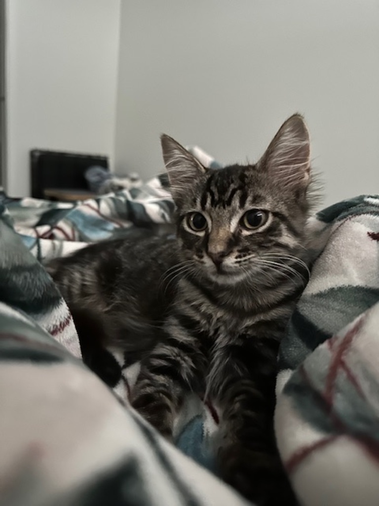 Flea - Male Domestic Medium Hair Mix Cat in QLD - PetRescue