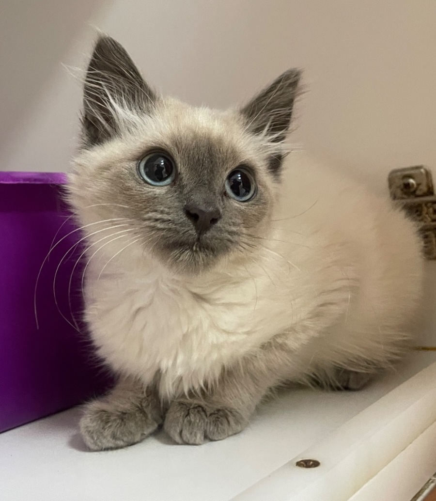Libra - Female Ragdoll Mix Cat in VIC - PetRescue