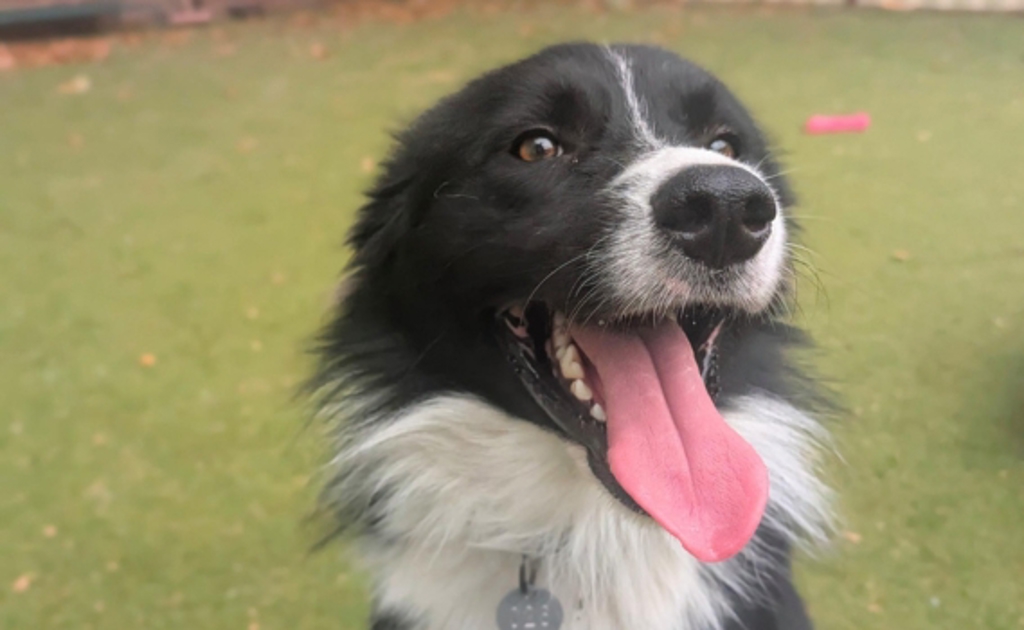 Murphy - Medium Male Border Collie Mix Dog in VIC - PetRescue