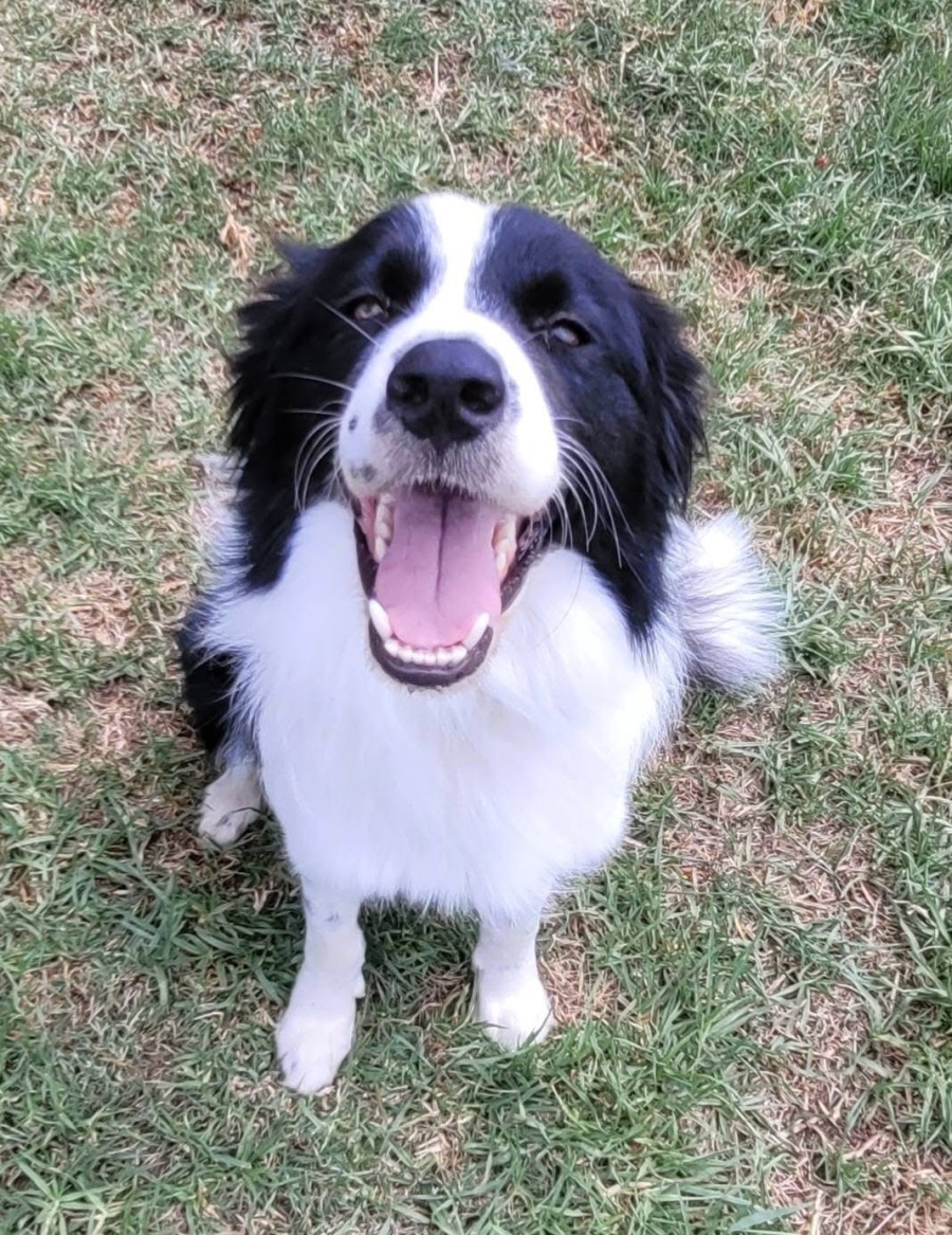 Romeo - Large Male Border Collie Dog in QLD - PetRescue