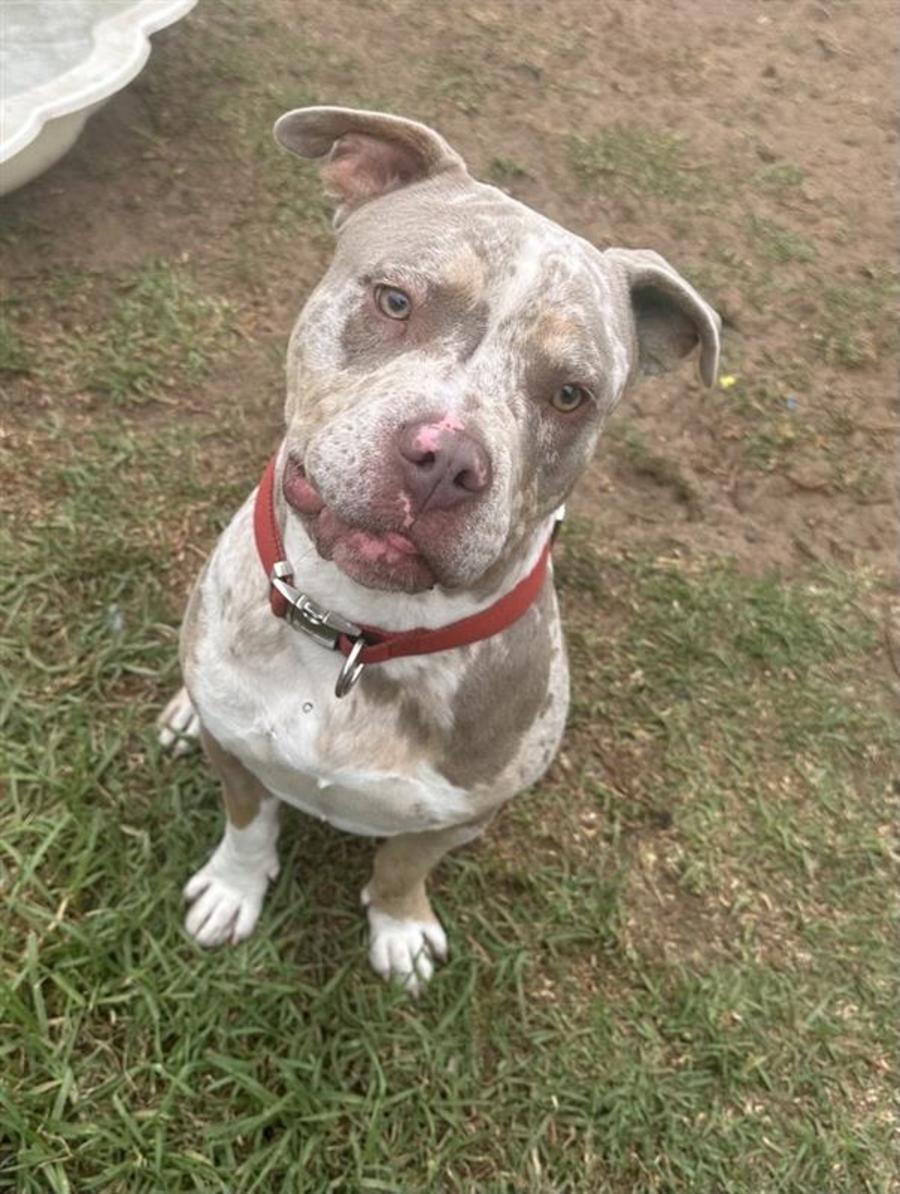 Boonie - Medium Male Australian Bulldog Dog in VIC - PetRescue