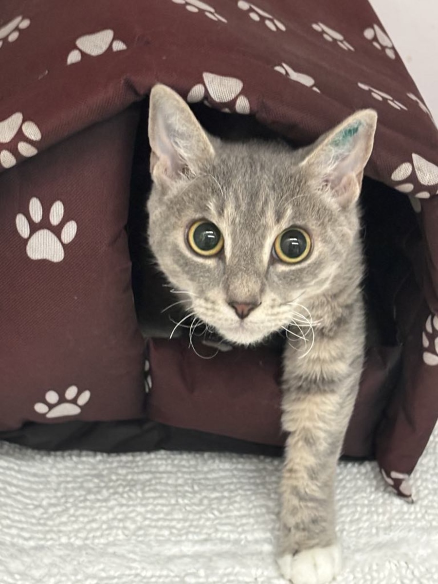 Cosmo - Female Cornish Rex Mix Cat in VIC - PetRescue