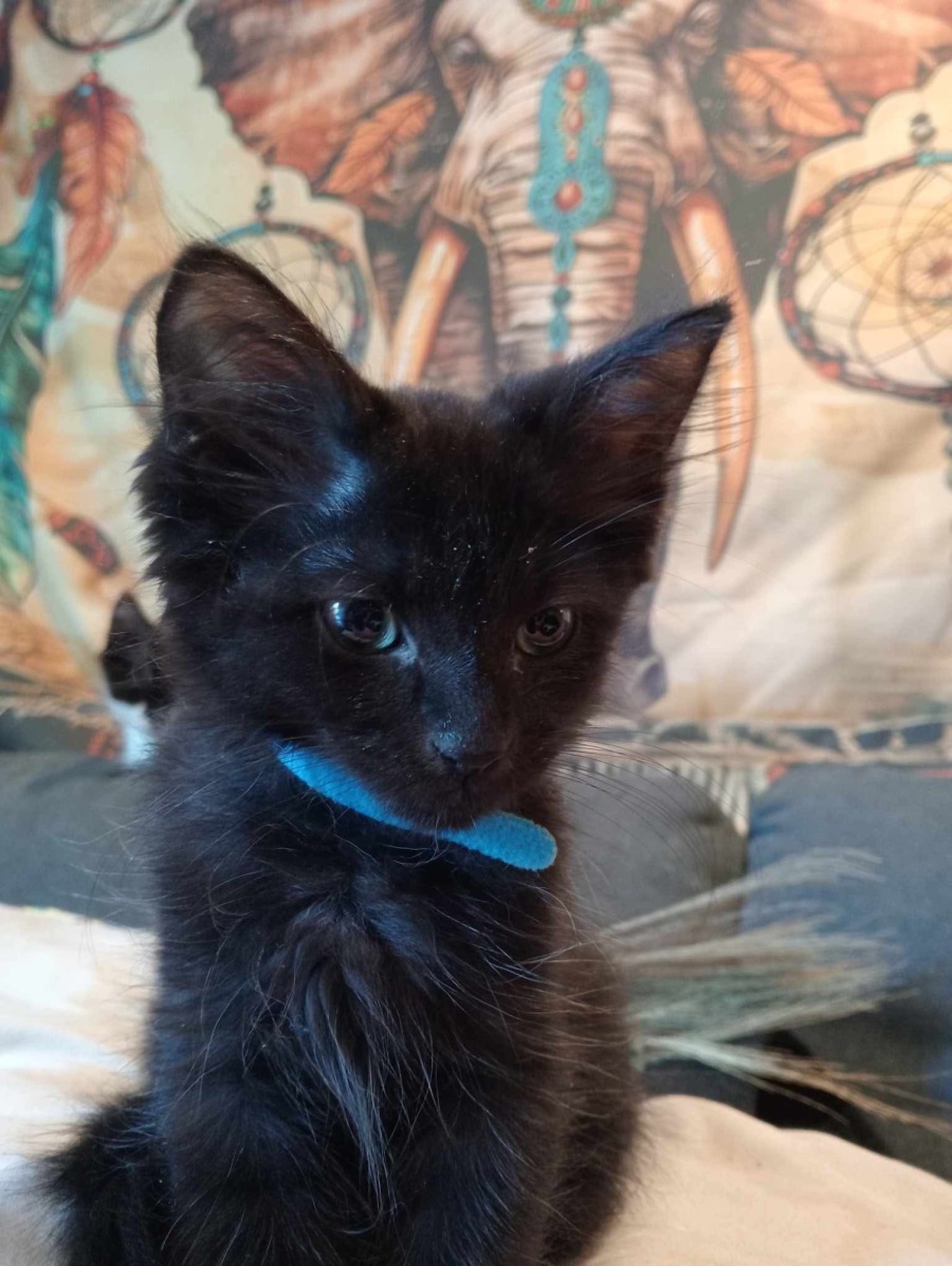 Rasputin - Male Domestic Short Hair (DSH) Cat in VIC - PetRescue