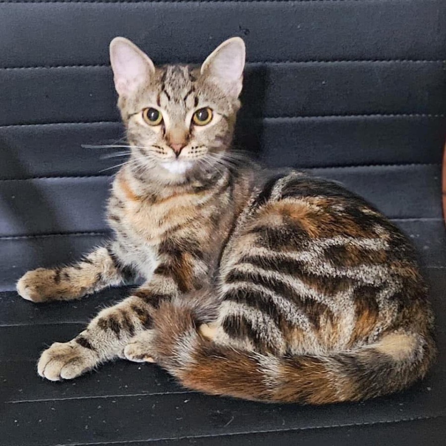 11659 - Uma - Female Domestic Short Hair (DSH) Cat in WA - PetRescue