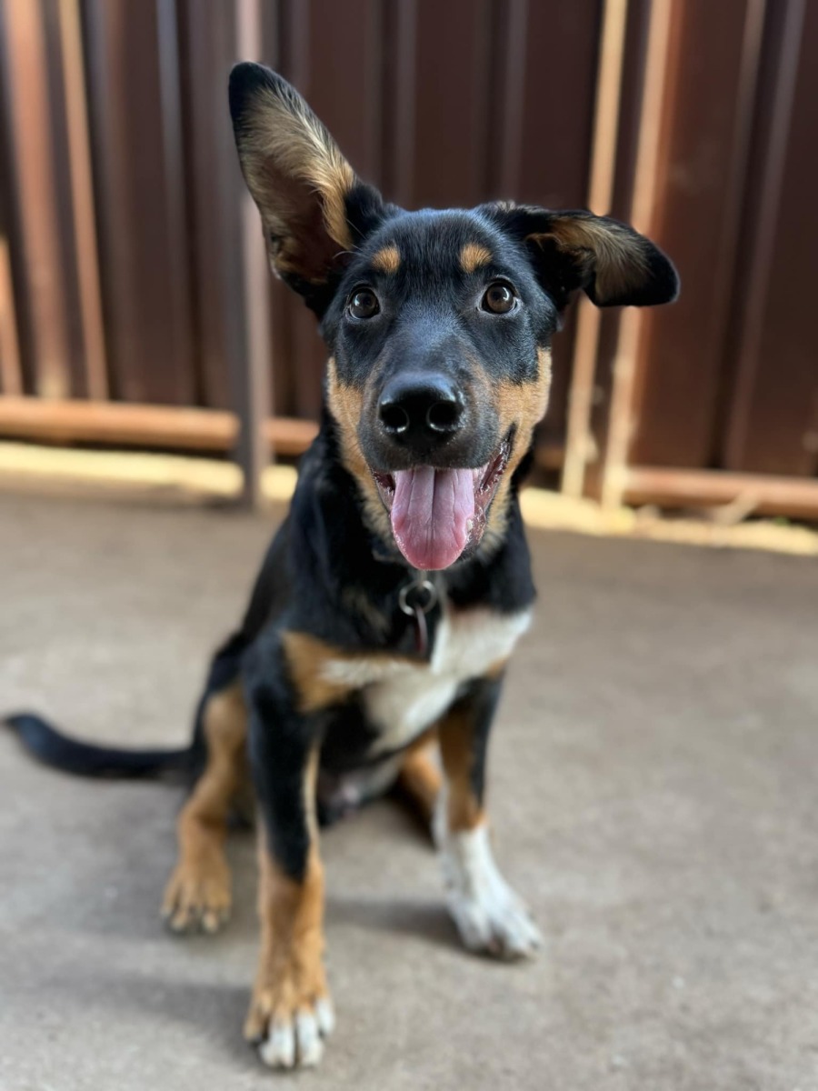 Angus - Medium Male Australian Kelpie Mix Dog in NSW - PetRescue