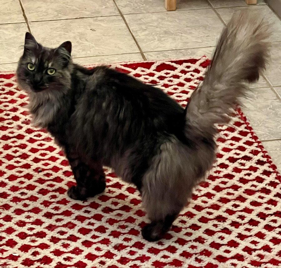Lychee - Female Domestic Medium Hair (DMH) Cat in VIC - PetRescue