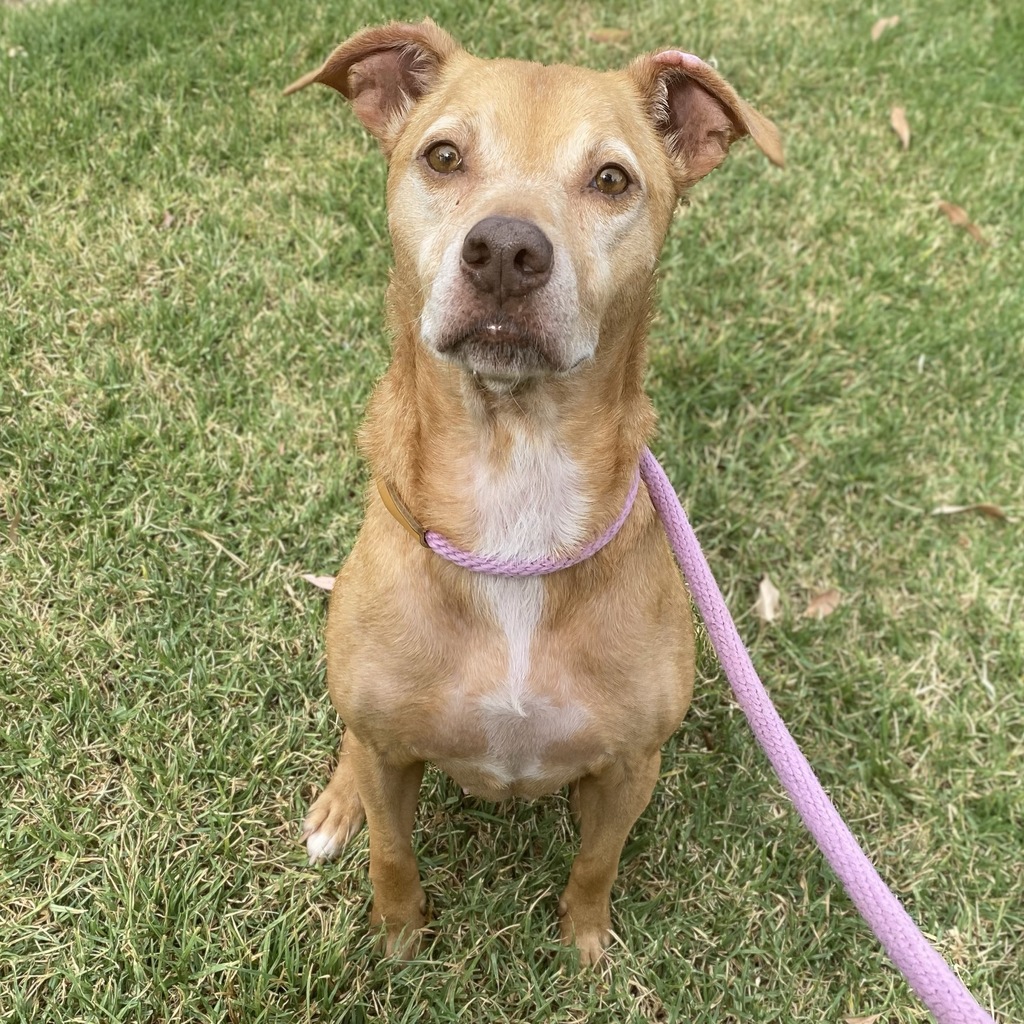 Alazey - Medium Female Kelpie x American Staffordshire Terrier Dog in ...