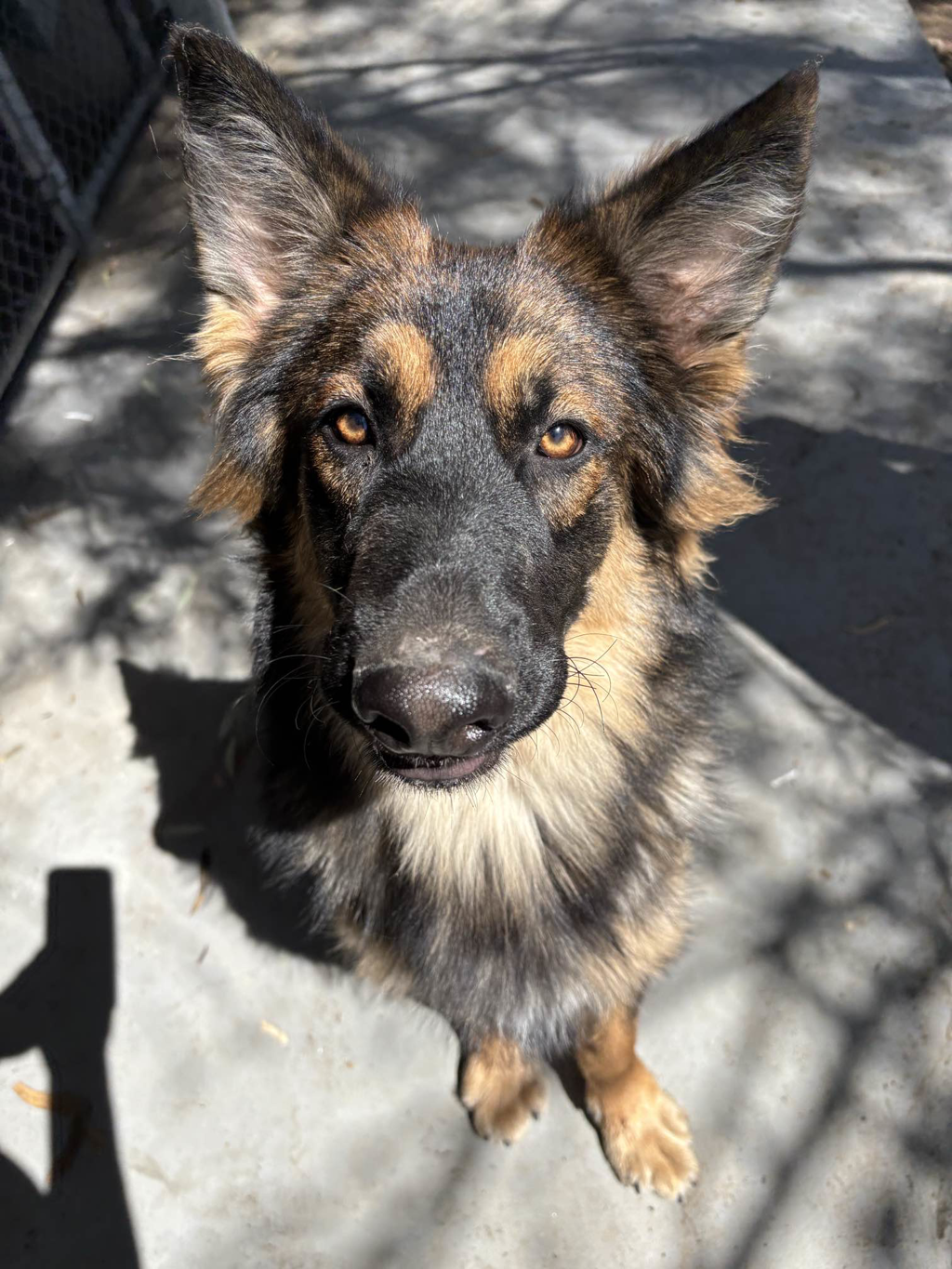 Lewie Wagger Of Tails (frank) - Medium Male German Shepherd Mix Dog in ...