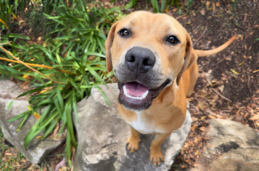 Clifford - Medium Male Staffordshire Bull Terrier Mix Dog in NSW - PetRescue