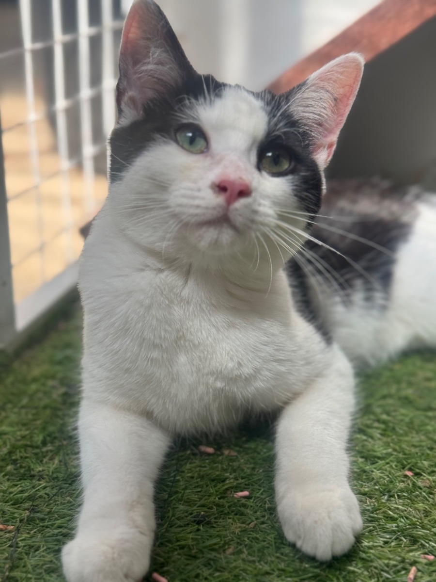 Atlas - Male Domestic Short Hair (DSH) Cat in VIC - PetRescue