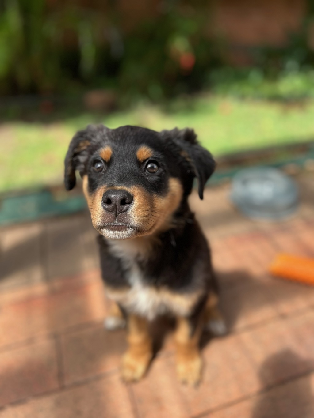 Jasper - Large Male Rottweiler Mix Dog in NSW - PetRescue