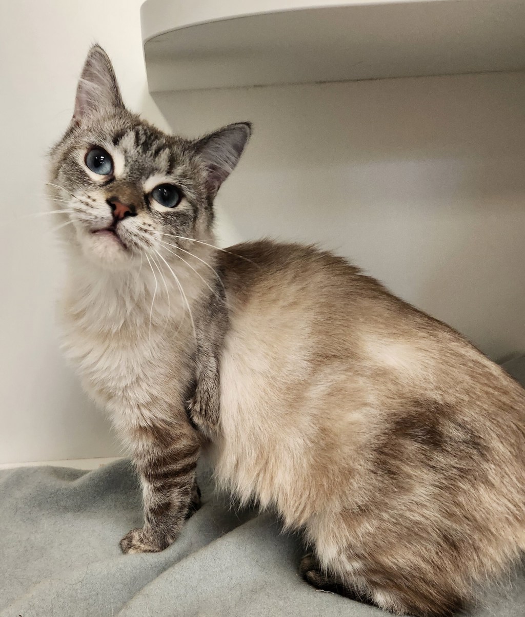 Bonny - Female Ragdoll Mix Cat in VIC - PetRescue