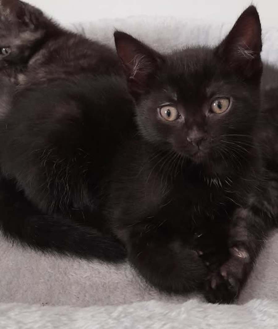 Tink - Female Domestic Medium Hair (DMH) Cat in NSW - PetRescue