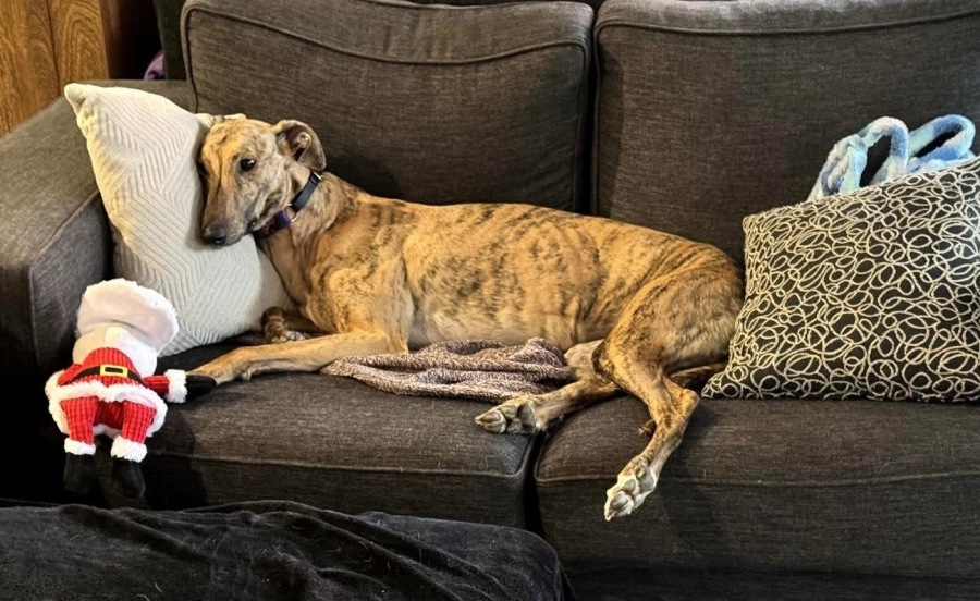 Yasmin - Small Female Greyhound Dog in VIC - PetRescue